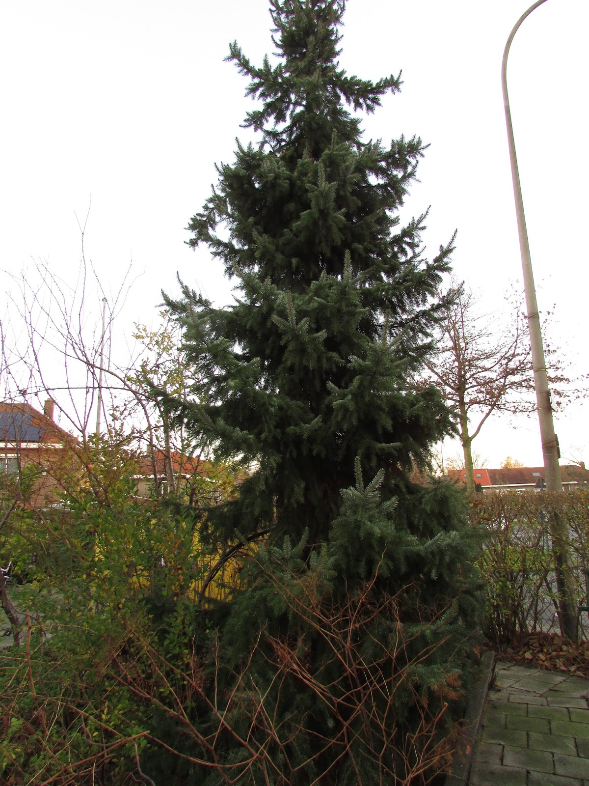 Kleuterschool 't Groen Drieske: Is het nu den of spar?