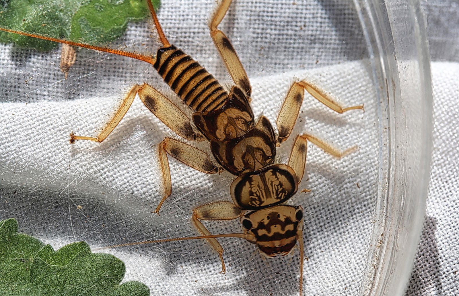 Aquatic Insects of Central Virginia: The common stoneflies (Perlidae ...