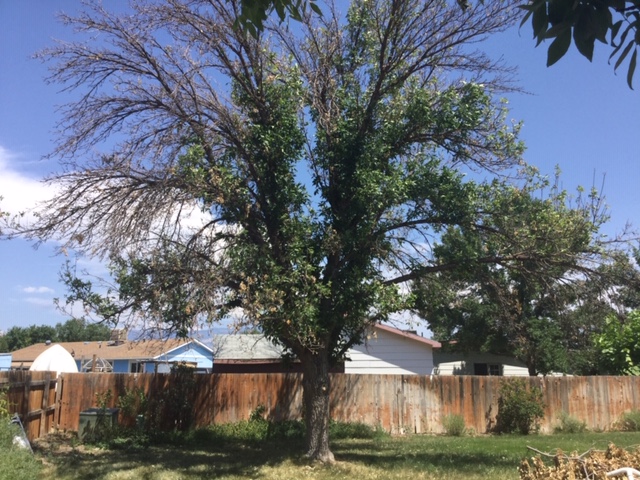 CO-Horts: Are your trees STRESSED?