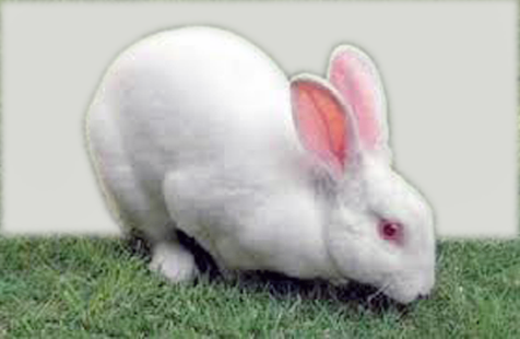 Rabbit farming in Nigeria