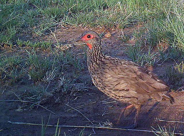 Remote Camera Trap - South Africa: April 2012