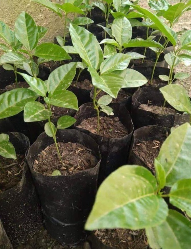 Bibit Markisa Super Giant Ekslusif Dan Terbatas