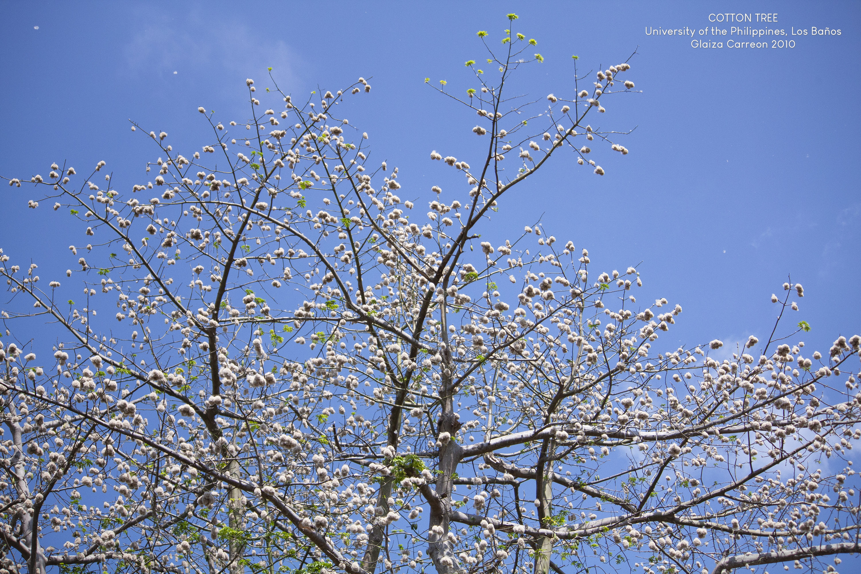 Cotton Tree at UPLB, April 2010