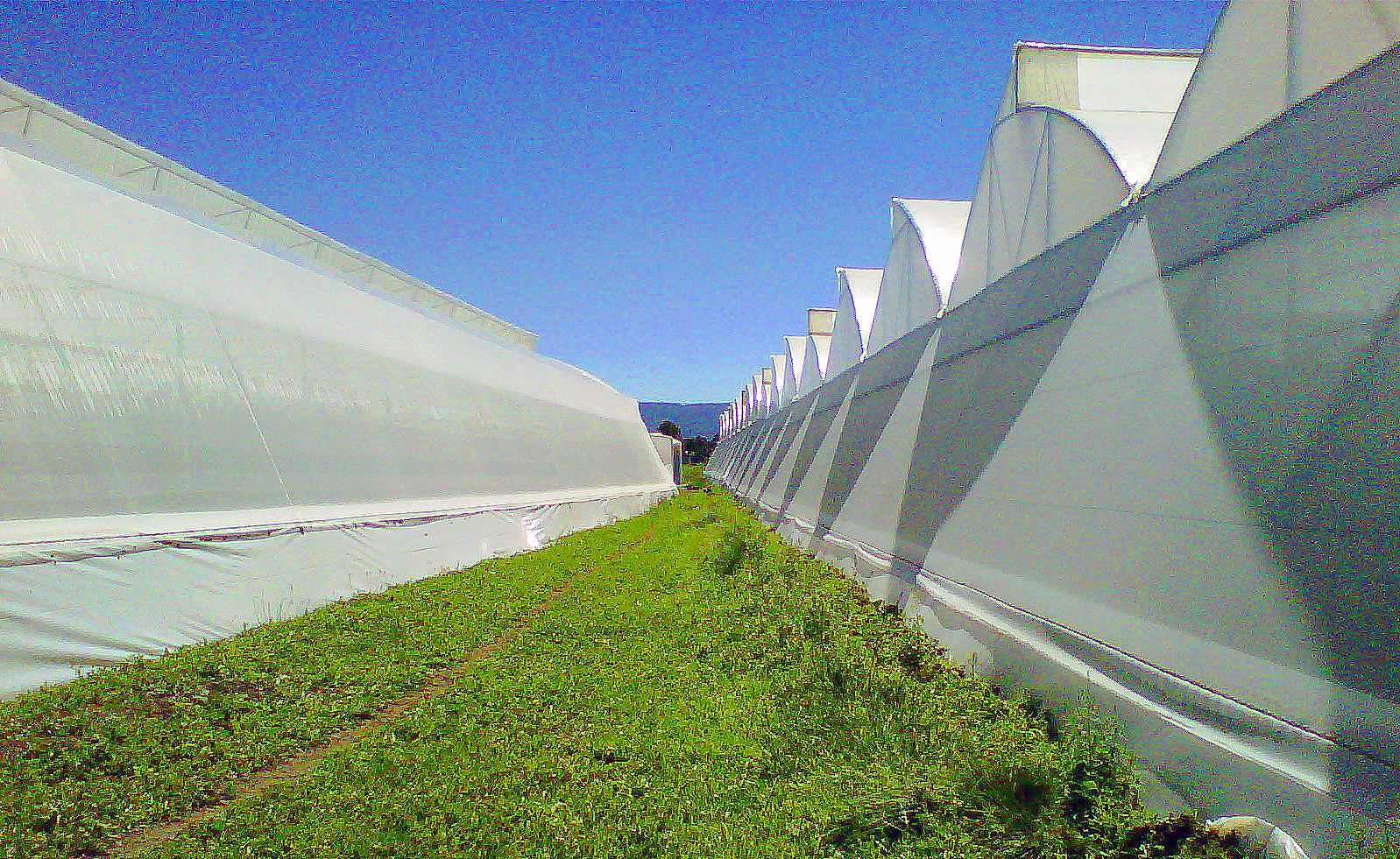 Plastilene Plasticos Comercio: AGROLENE