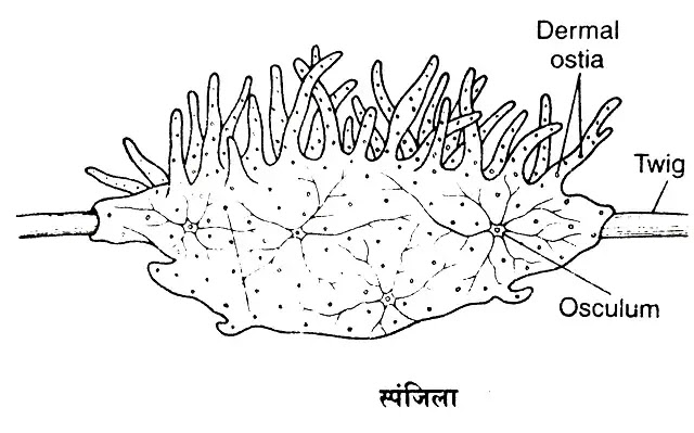 स्पंजिला (spongilla) स्पंज क्या है: वर्गीकरण, लक्षण, चित्र|hindi ...