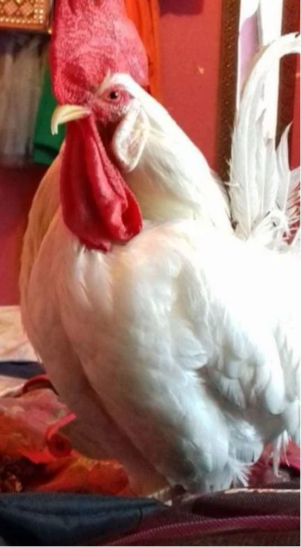 Adolescente cuidó muy bien a su pollito de color y ahora es todo un galán