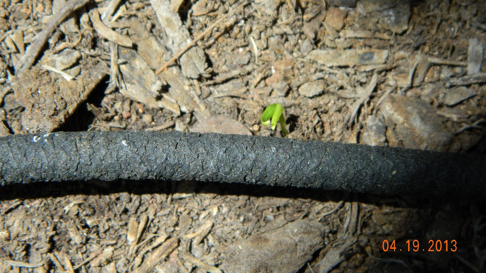 Mr. B's Garden: Blooms, Sprouts and Fruits