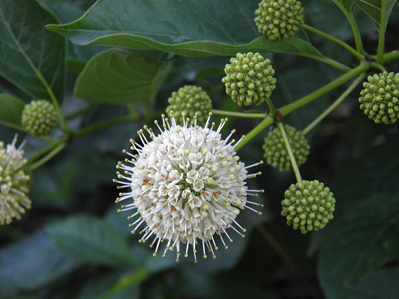 Docaitta Lifestyle: Native Ornamental Plant: Button Bush