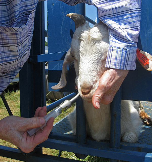 How to Deworm Goats | Agri Gossip