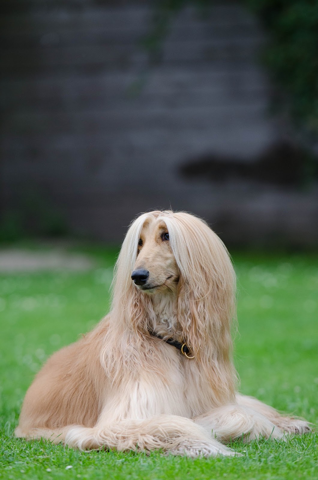 White Dog Breeds List Top 10 Popular Black And White Dogs white-dog-breeds-list-top-10-popular-black-and-white-dogs