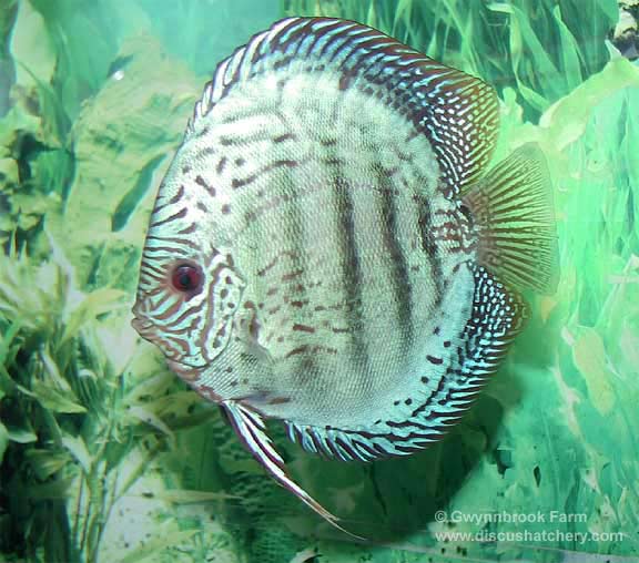 Discus: Gwynnbrook Farm Discus Fish Photo Gallery