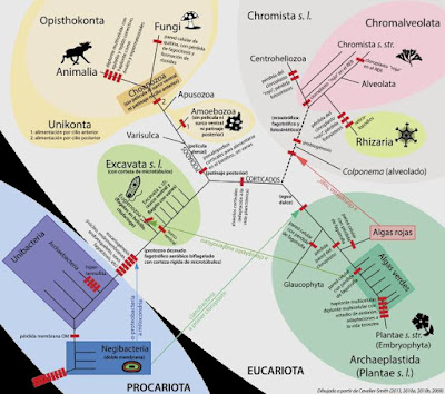 Árbol filogenético de Cavalier Smith