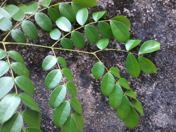 Nickar Nuts or Gray Nicker - Kumburu | SL Flora