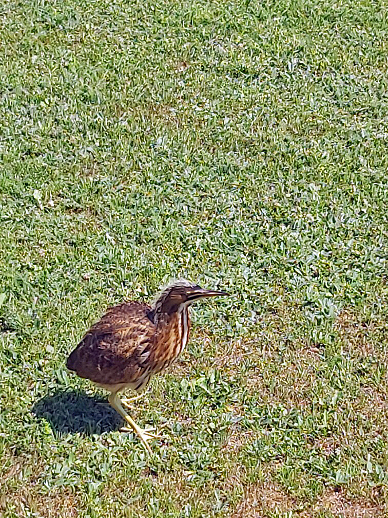 Nature Moncton Nature News: July 12 2020