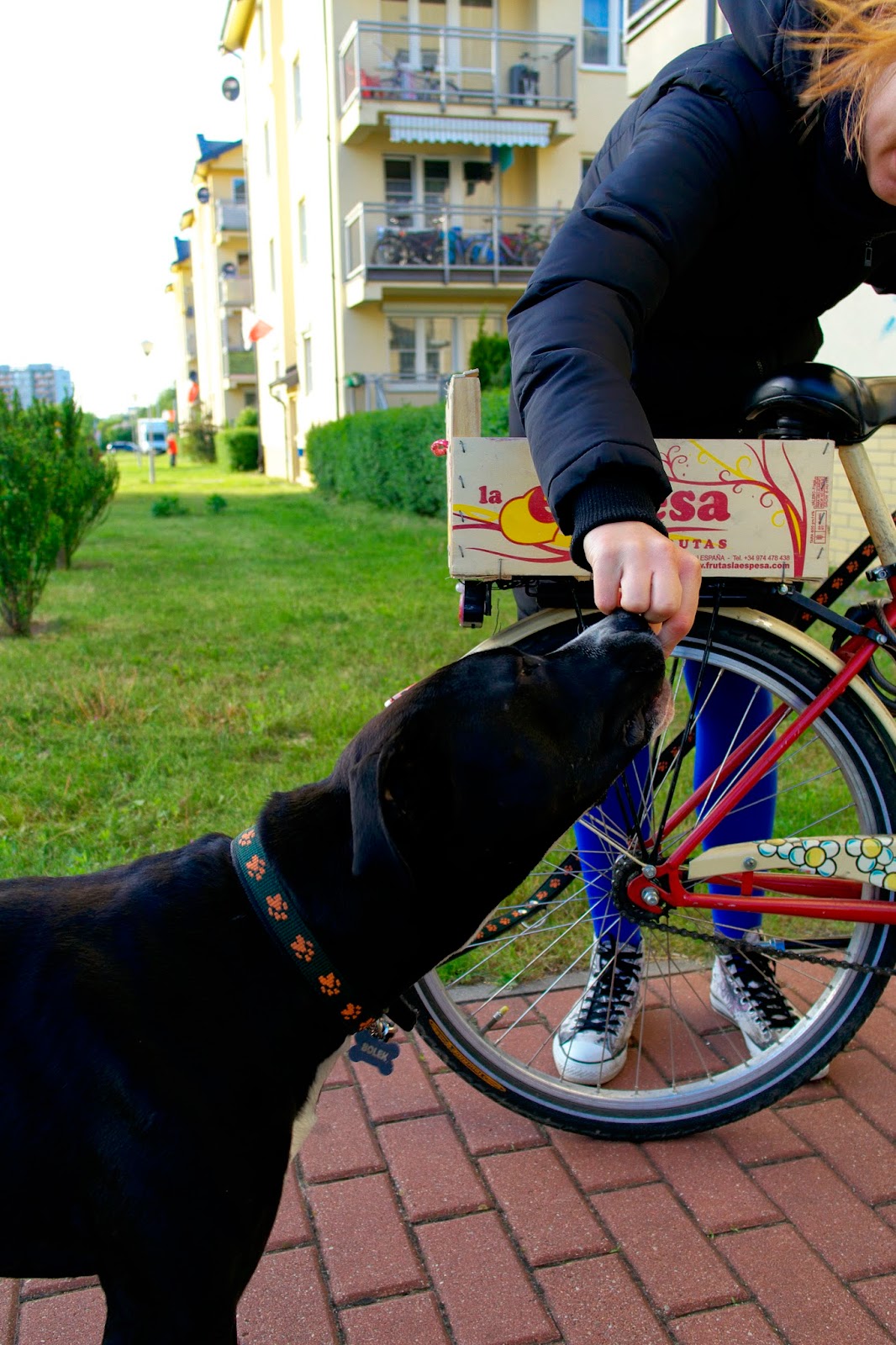 Ania na rowerze: Rower i pies. Pierwsze kroki