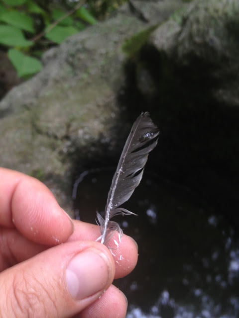 PHILLY TREES: BEECH READINGS, PART TWO