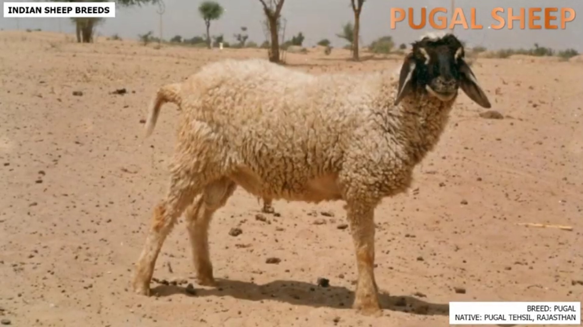 Most Popular Sheep Breeds of India