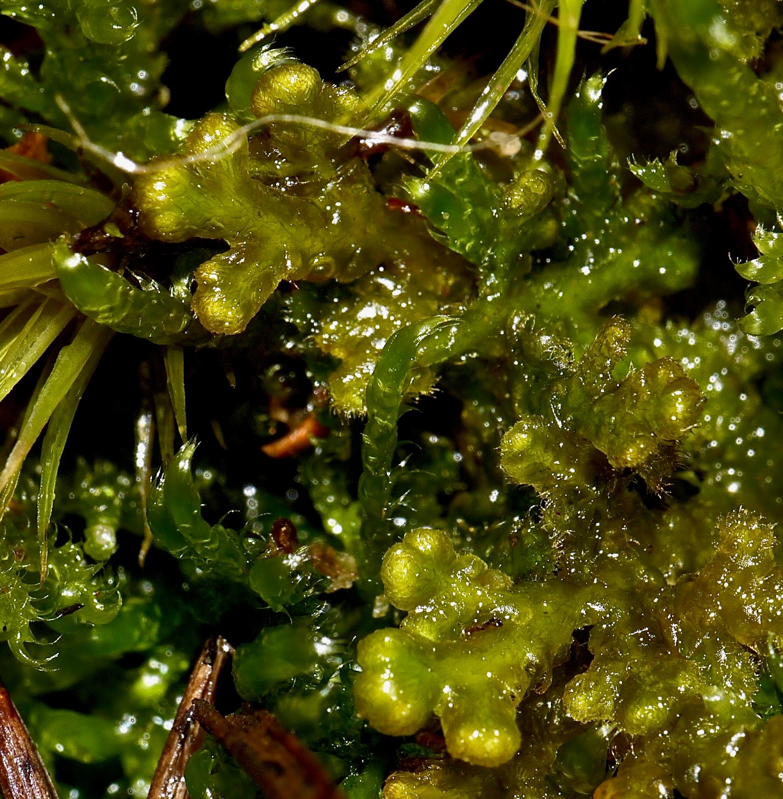 Northwest Norfolk Naturalists: Off Patch: two liverworts from ...