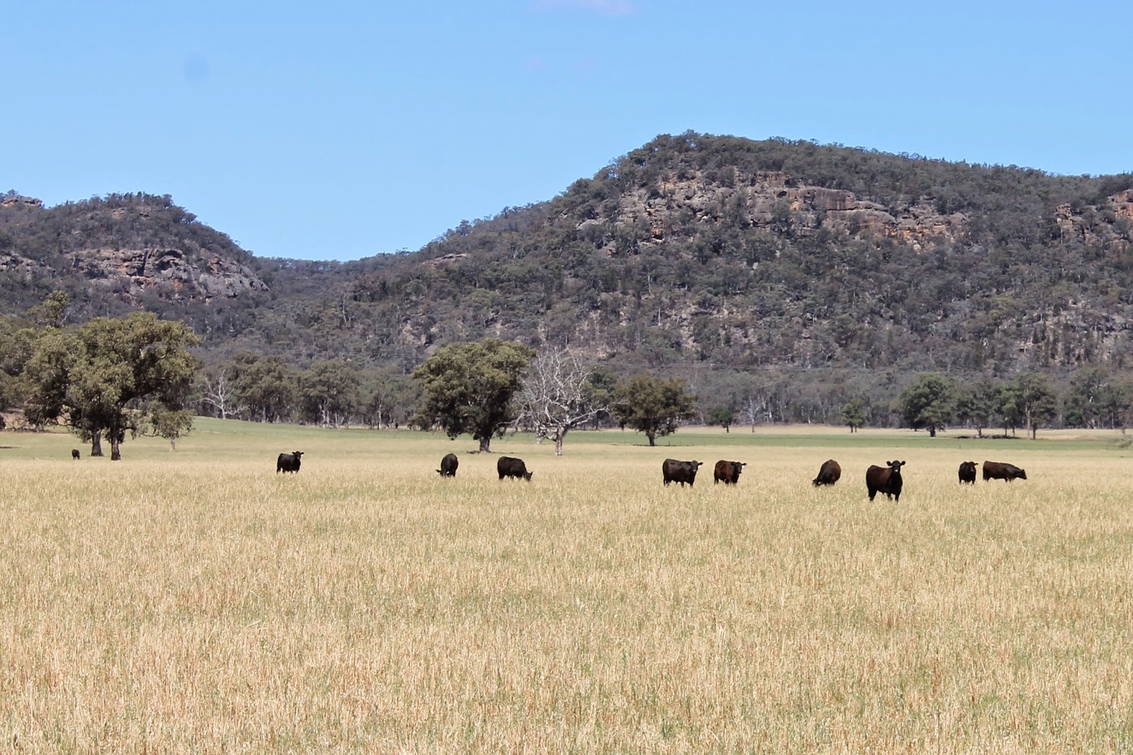 Anne-Marin Aamukahvit: Ruoka Australiassa