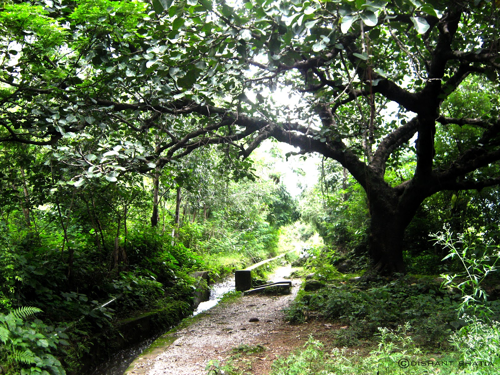 Panwadi Tales: Trek to Devi Pindi - A Photoblog