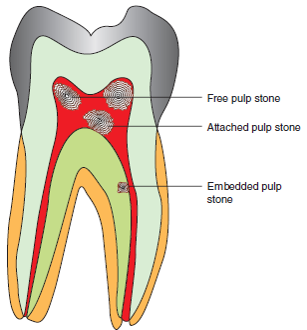 Dental Pulp- Morphology, Histology, Structure and Function