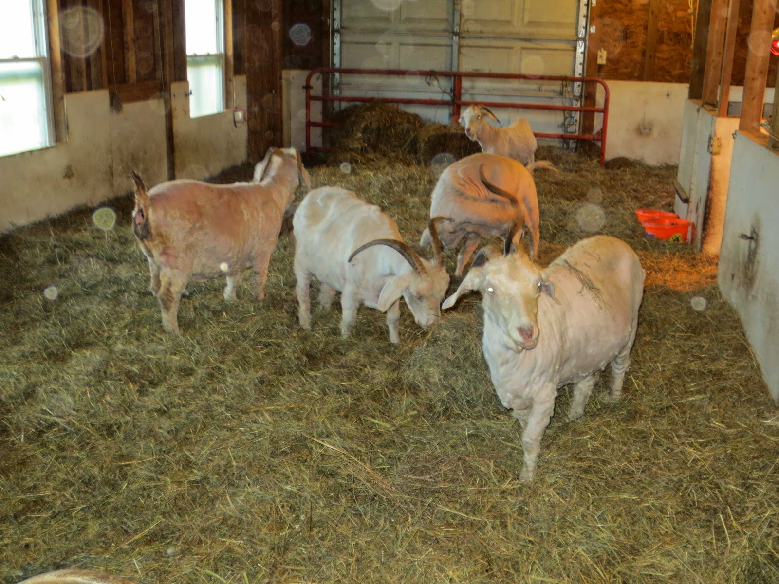 Oasis: Goat Shearing!