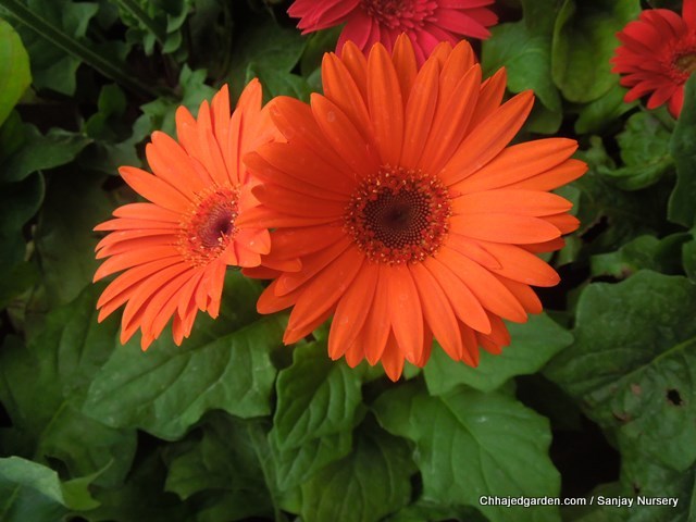 Exploring The New.......: Gerberas The Elegant Flowering Garden Plant