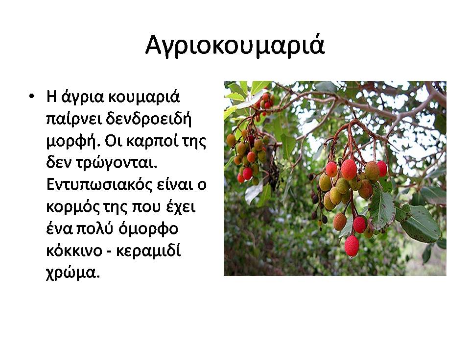 ΣΠΑΝΙΑ ΦΥΤΑ ΚΑΙ ΖΩΑ ΤΗΣ ΡΟΔΟΥ