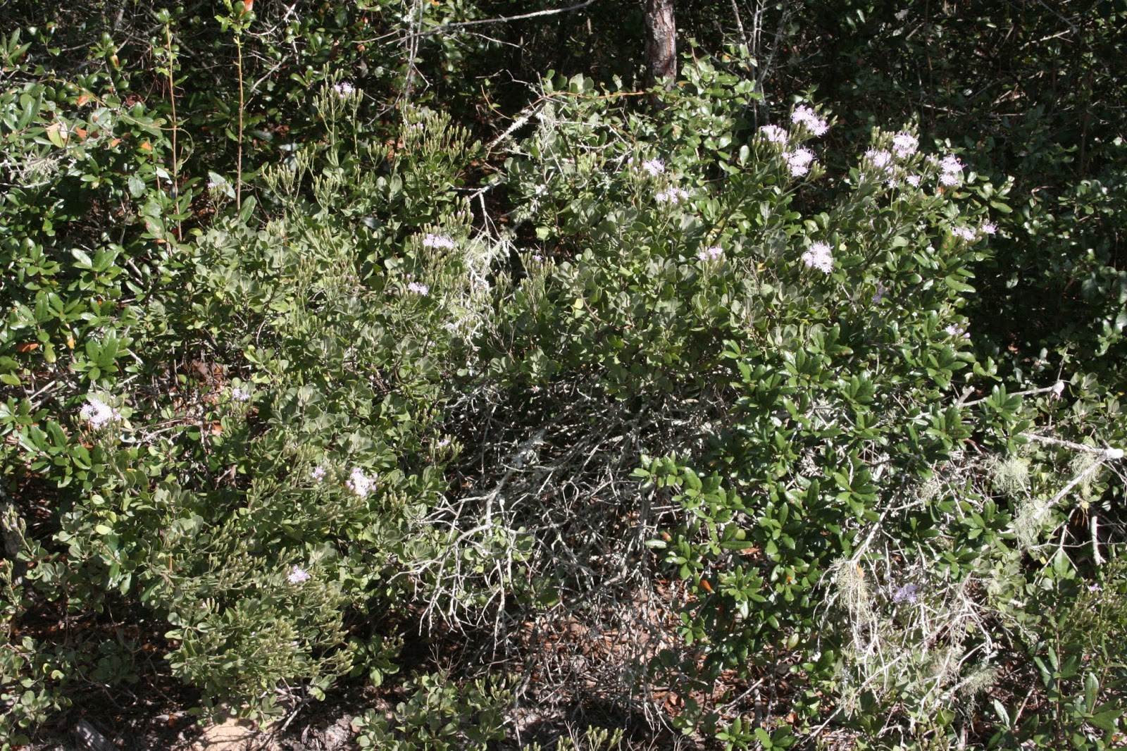Native Florida Wildflowers: Garberia - Garberia heterophylla