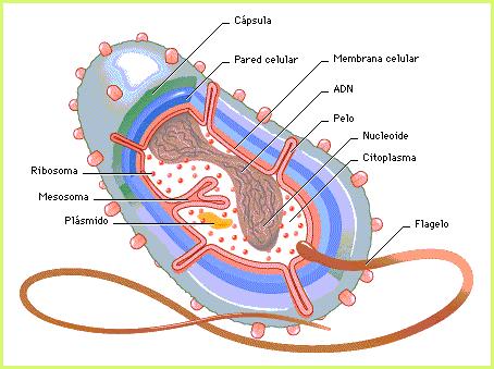 biologiaygeologia4: Estructura bacteriana. Mesosomas