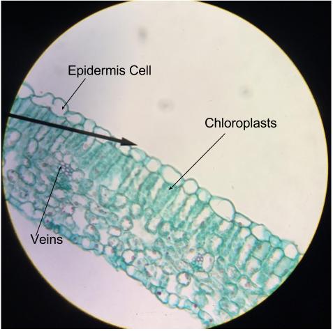 Microscope Organism Lab Analysis - Siva's Biology Blog