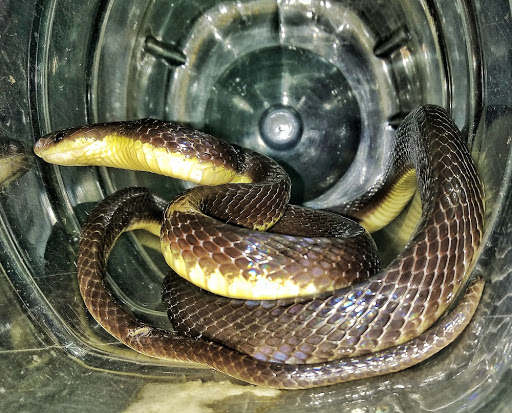 SPECIES OF SNAKES FOUND IN ASSAM