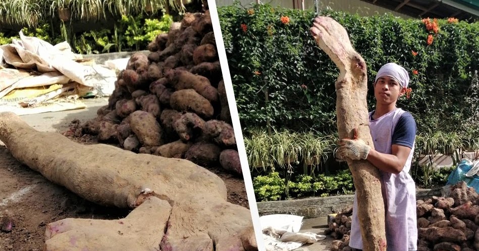 LOOK: Philippines' biggest Ube unearthed in Tuba, Benguet ~ WowCordillera
