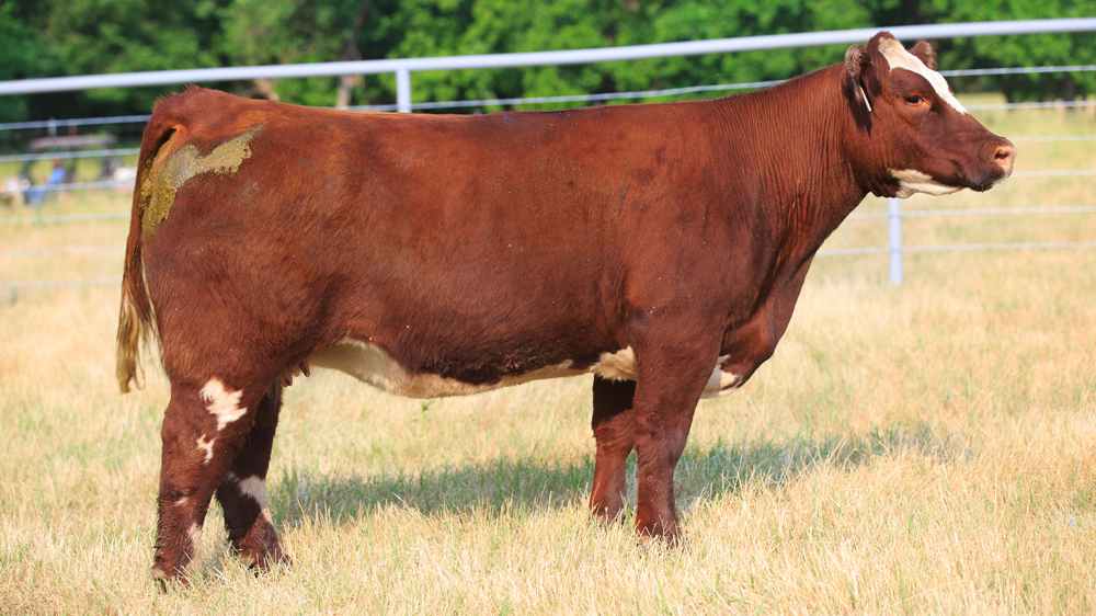 RCC Blog: Check out These Bred Cows, A few Awesome MAB daughters sell ...