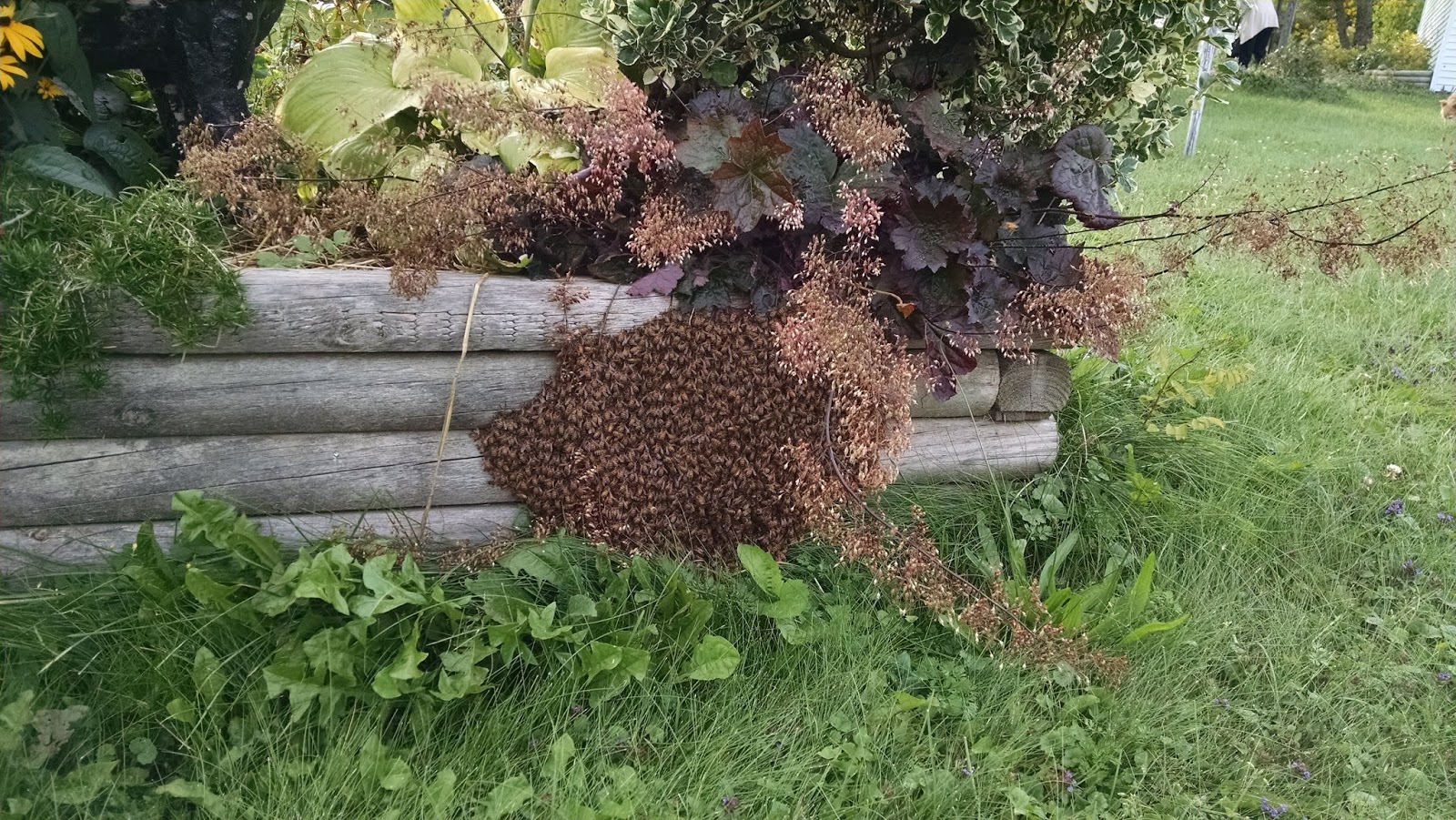 Knee Deep in Sheep: Those Bees