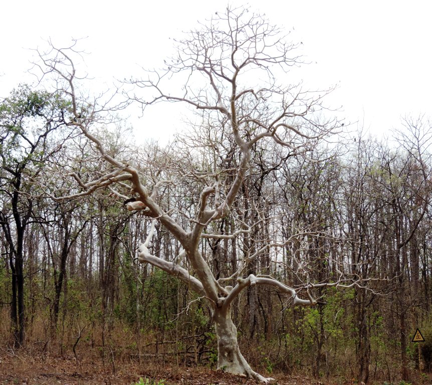 Just About Everything: Tadoba;Various shades of this beautiful reserve ...