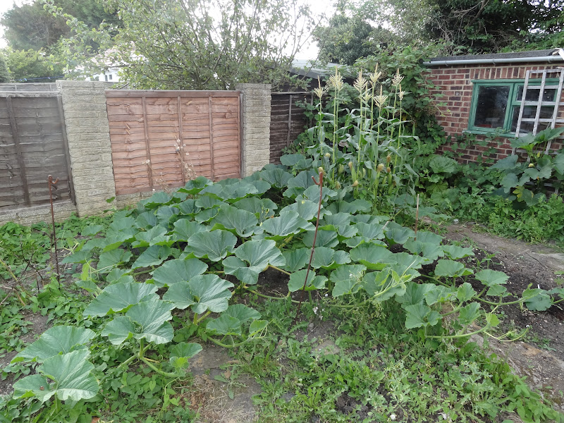Down on the Allotment: How to Grow a Giant Pumpkin