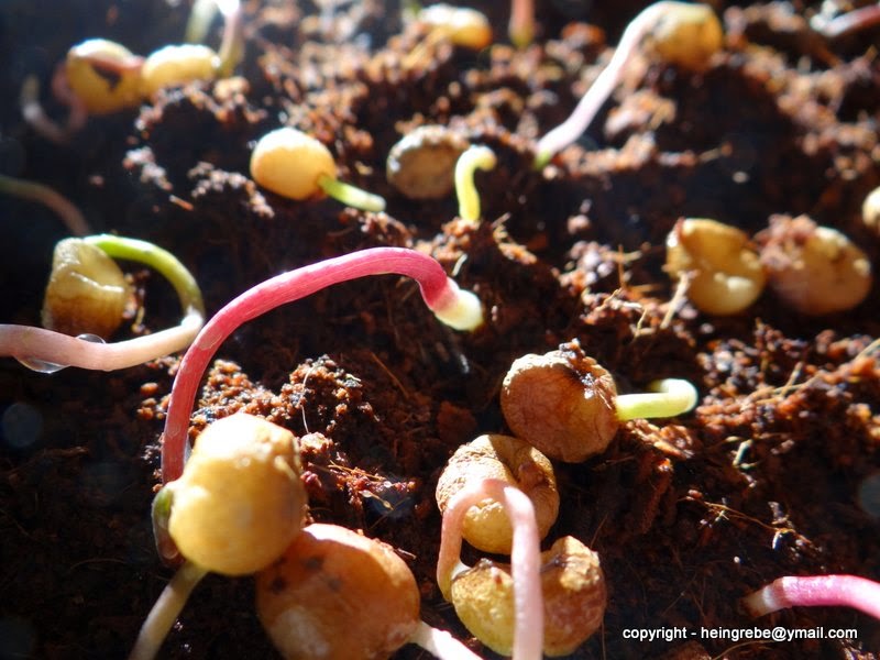 Sharing flower bulb information: How to grow clivia mirabilis from seed