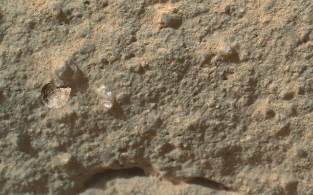 Grandpa Sid: Snail shells on Mars!!
