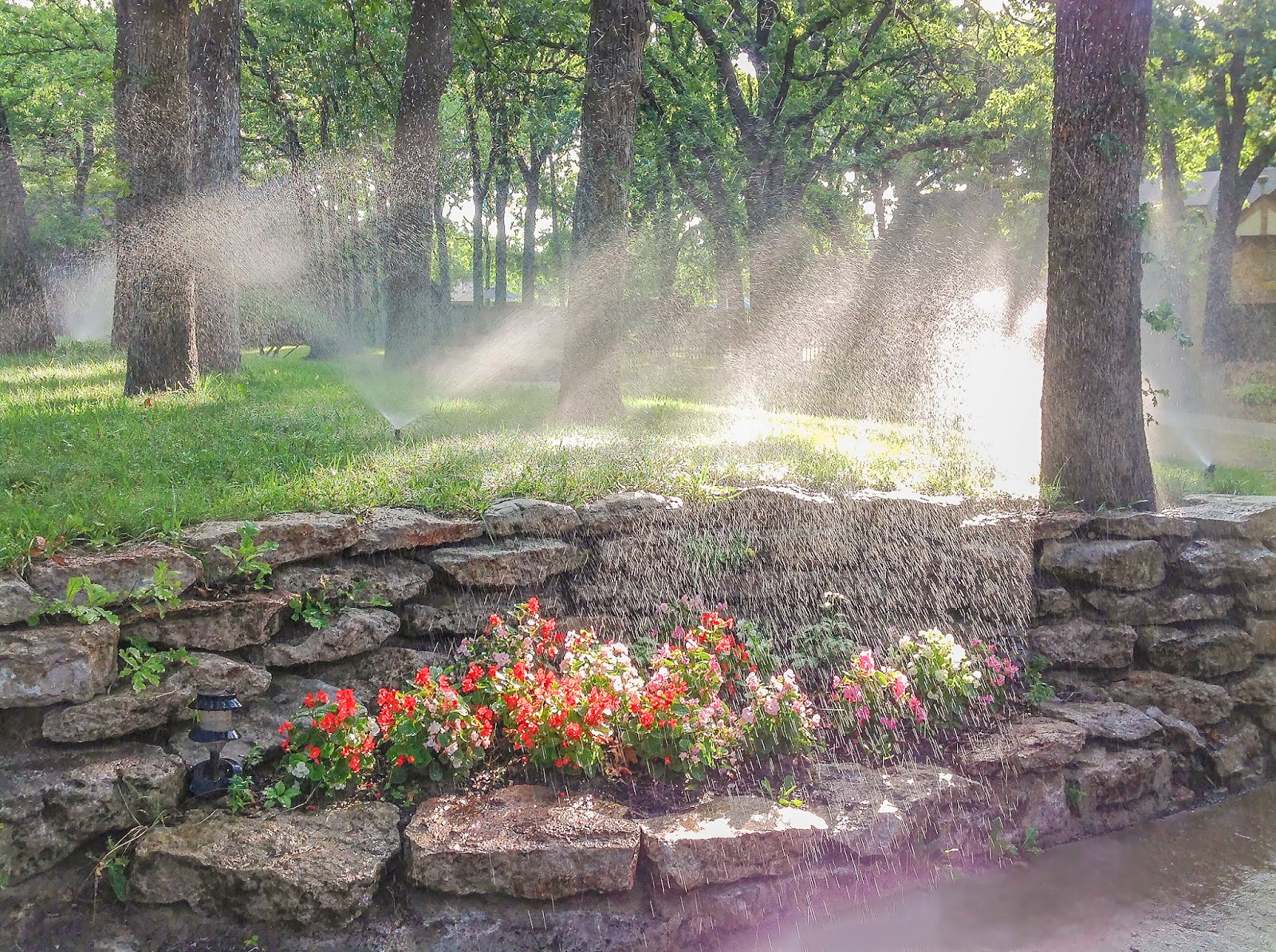 Ask A Master Gardener How Best To Water Lawns In Summertime ask-a-master-gardener-how-best-to-water-lawns-in-summertime