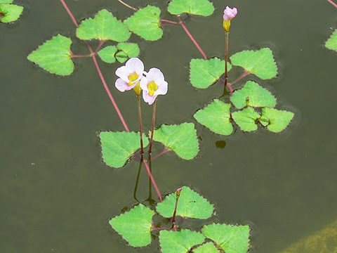 Всё о бегониях и не только...: Трапелла китайская (Trapella sinensis)