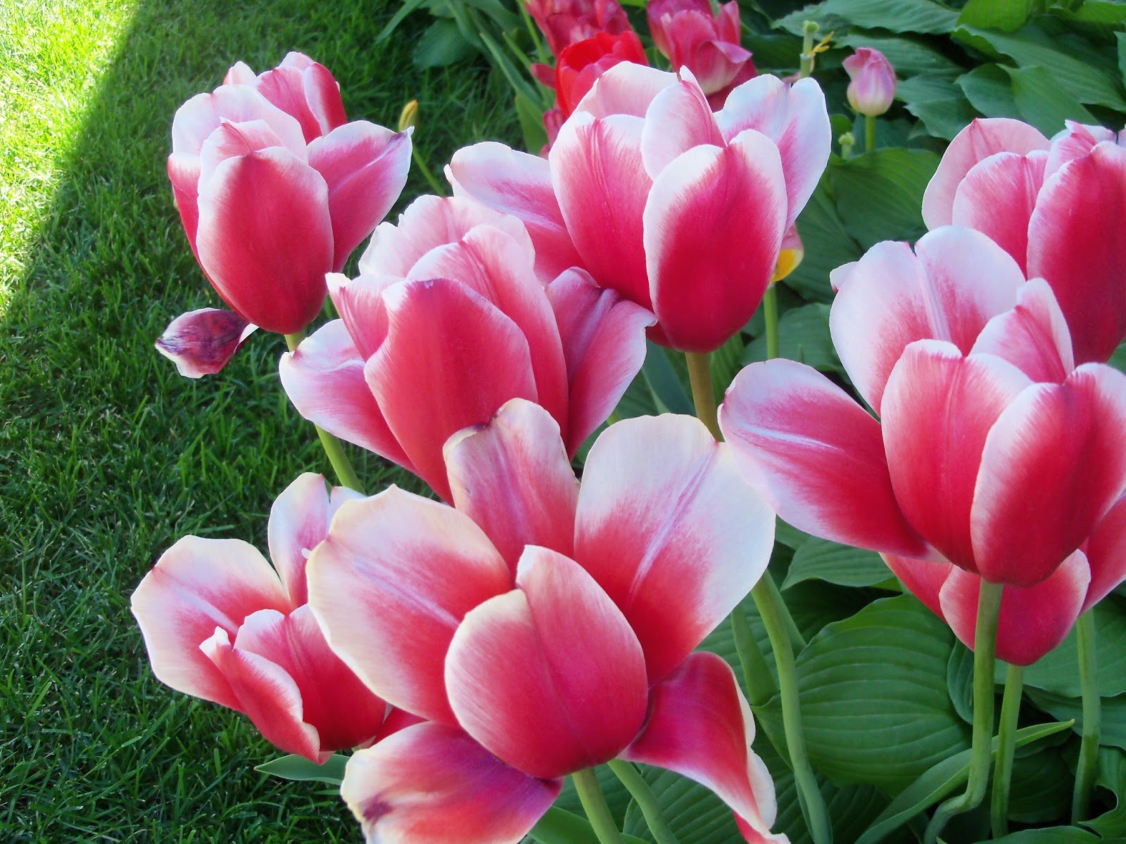 Beyond The Garden Gate: For the love of tulips