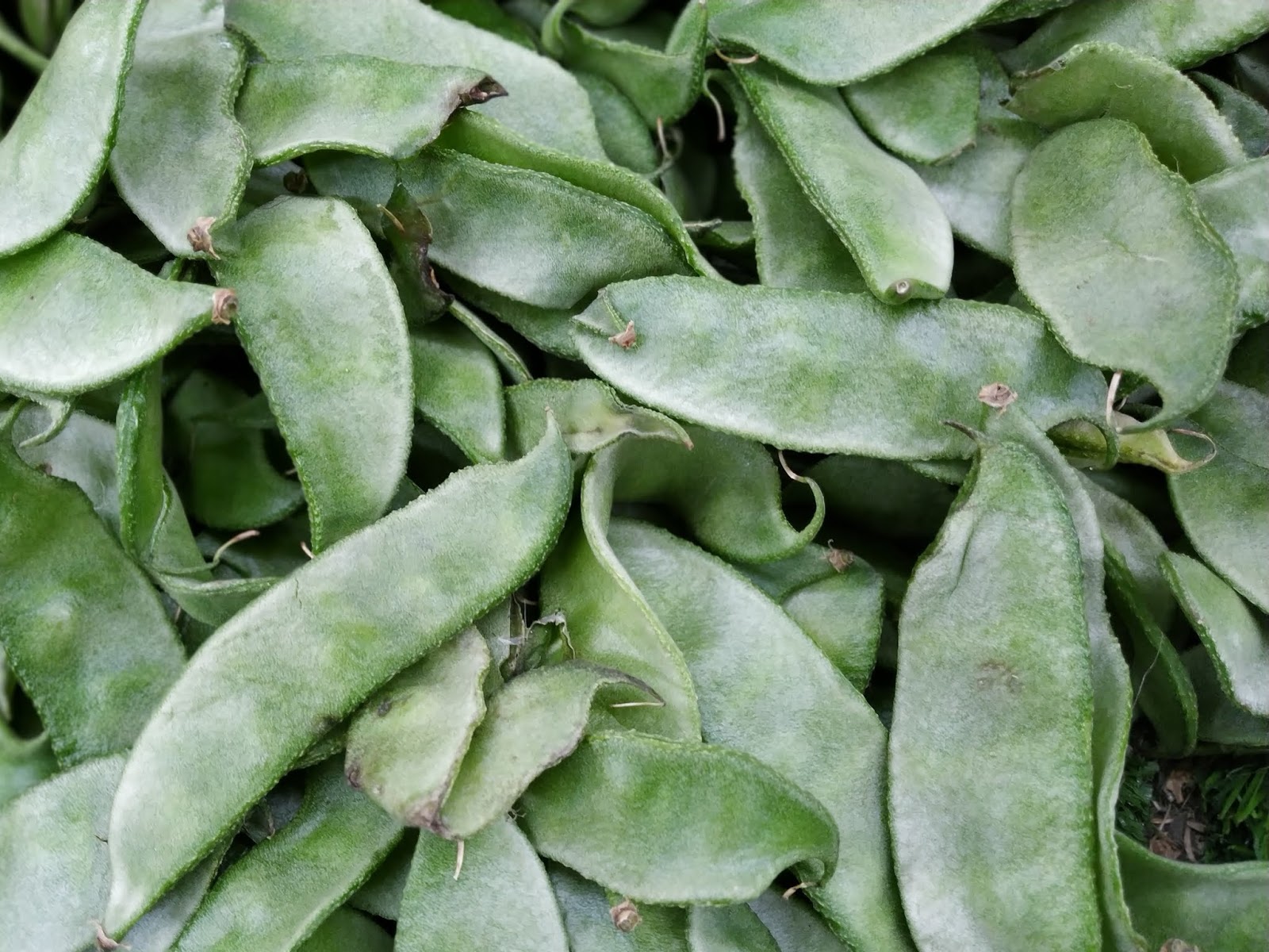 Avarakkai Poricha kootu