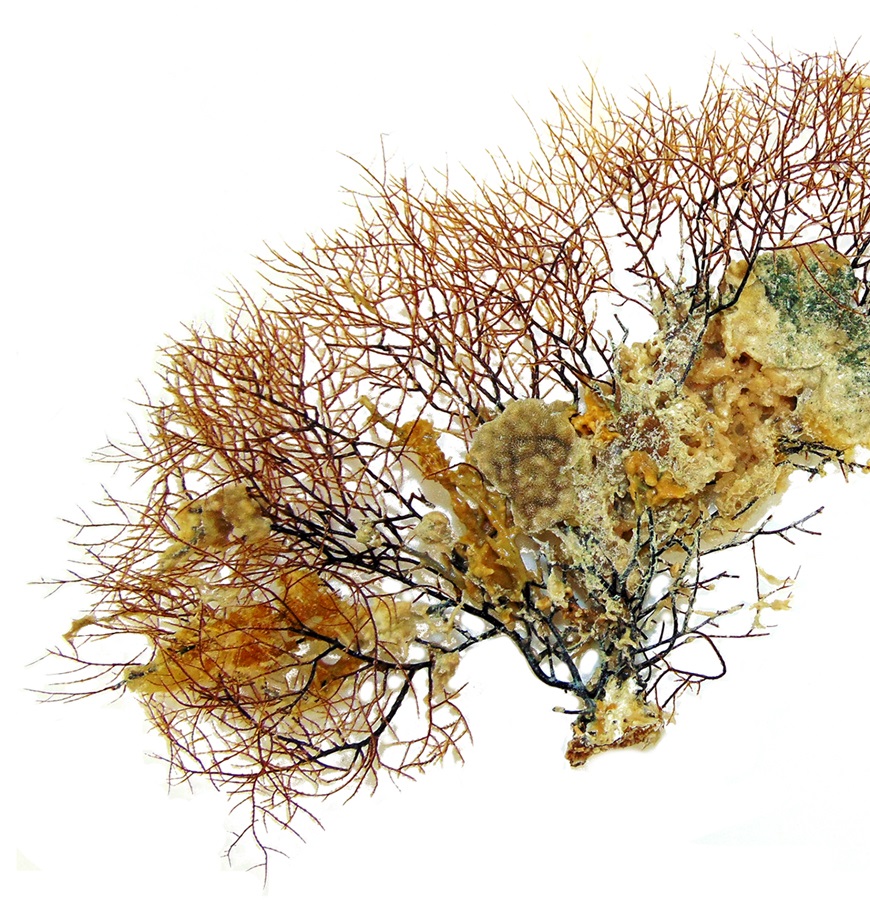 Species New to Science: [Cnidaria • 2019] Black Corals (Anthozoa ...