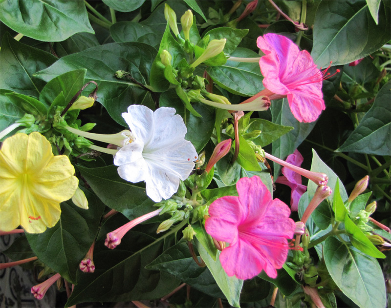 Entre Jaras y Pedreras: COLORIDOS PERICONES. FLORES QUE CAMBIAN DE COLOR.