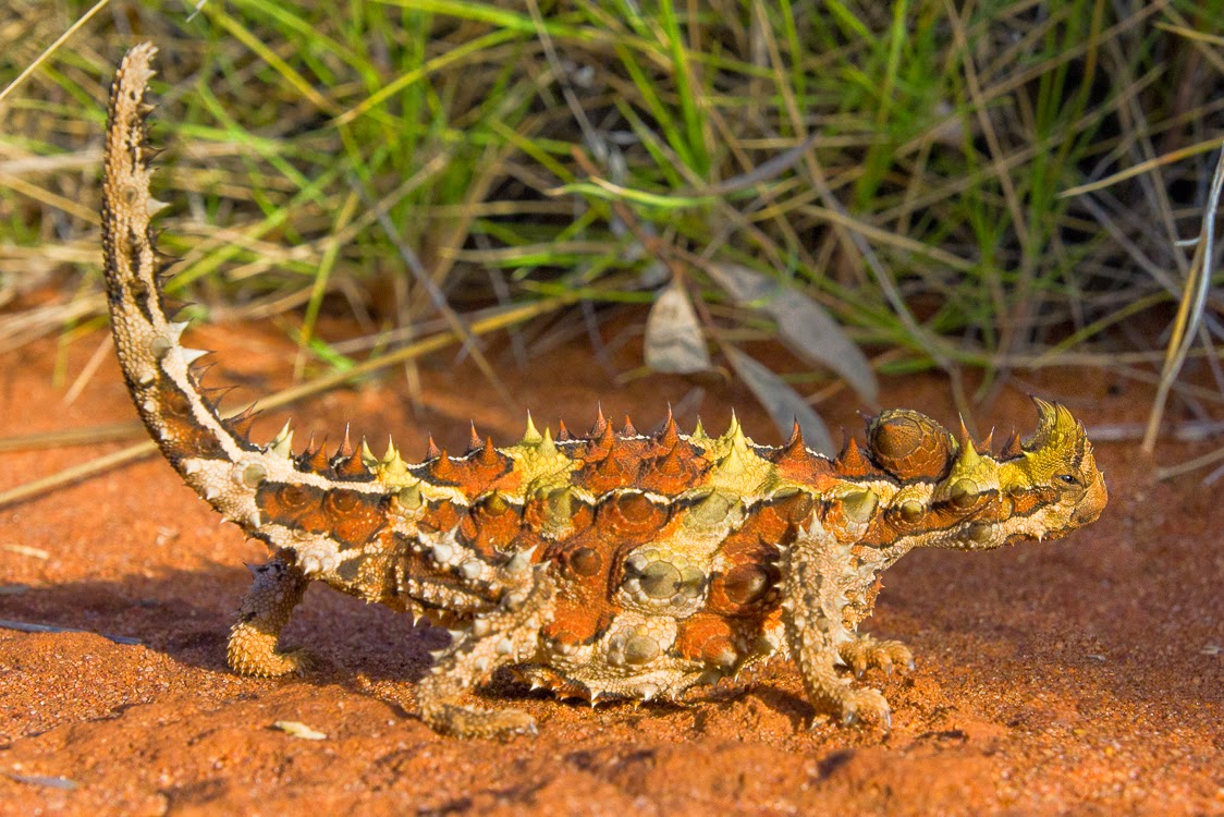 THORNY DRAGON photos - wallpapers (ανανεωμένο) | the fun bank