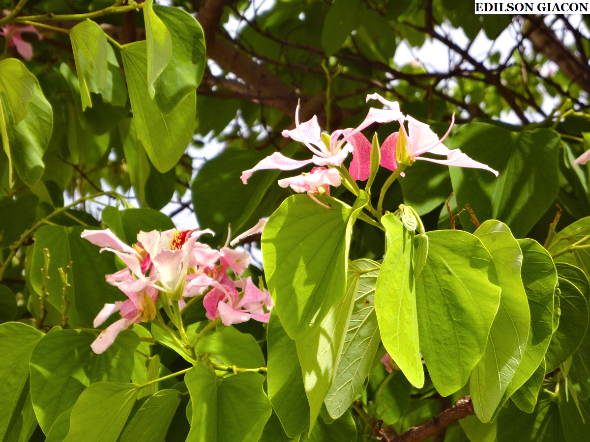 Viveiro Ciprest - Plantas Nativas e Exóticas: Bauhinia Rosa Pintada ...