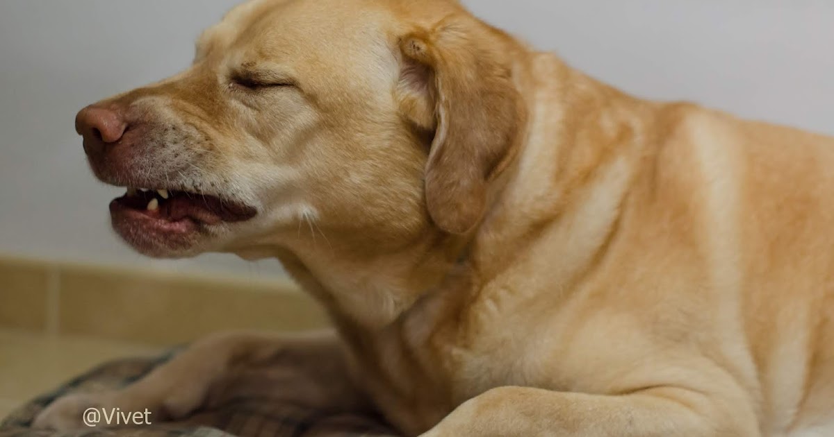 DOS MÁS EN LA FAMILIA: Traqueobronquitis infecciosa canina o tos de las ...