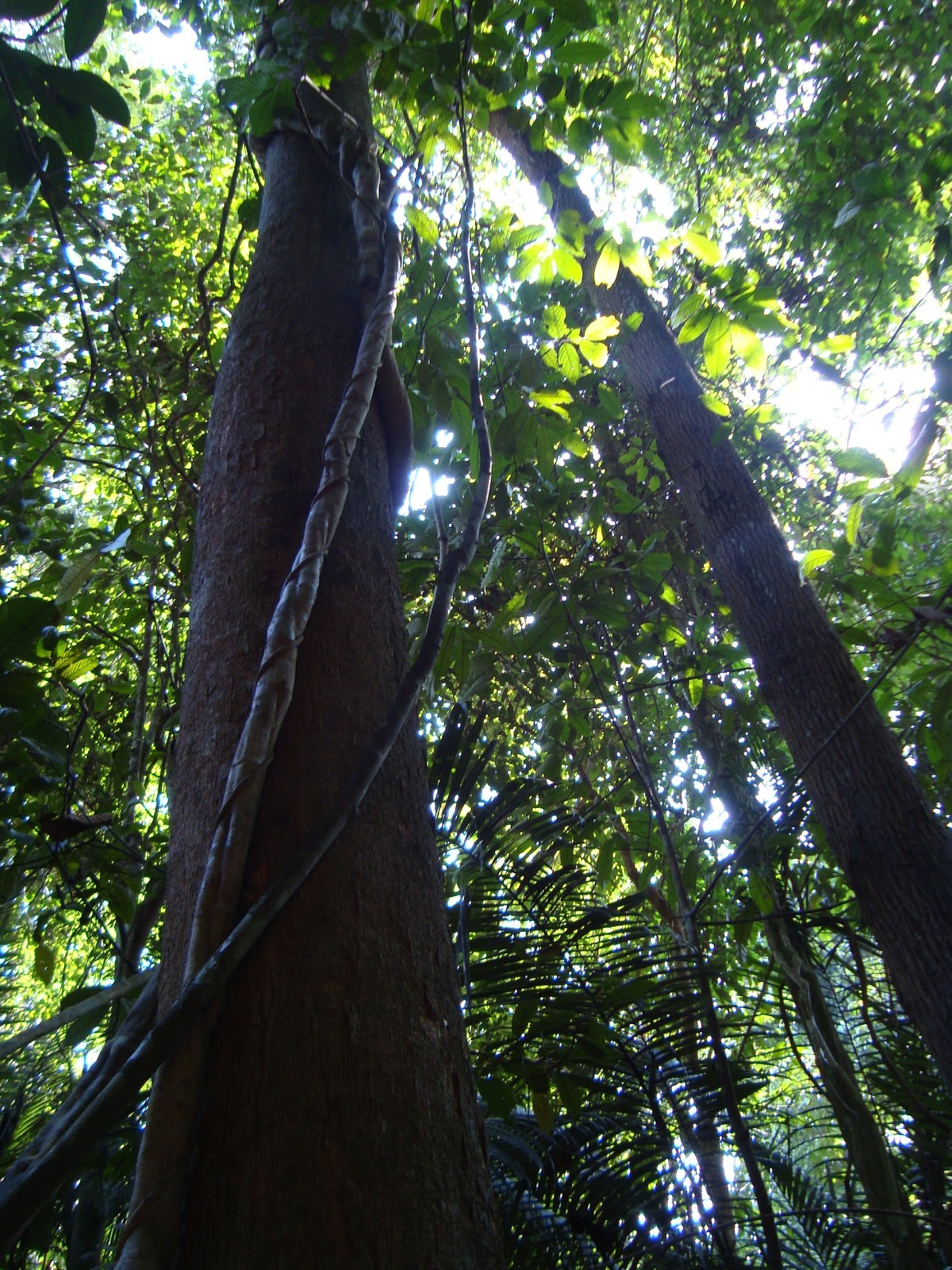 Smart Green: SPESIES TUMBUHAN YANG DITEMUI