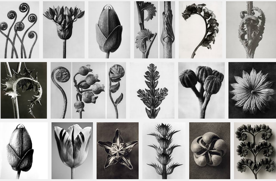 Meet Me in Philadelphia: Karl Blossfeldt Botanicals